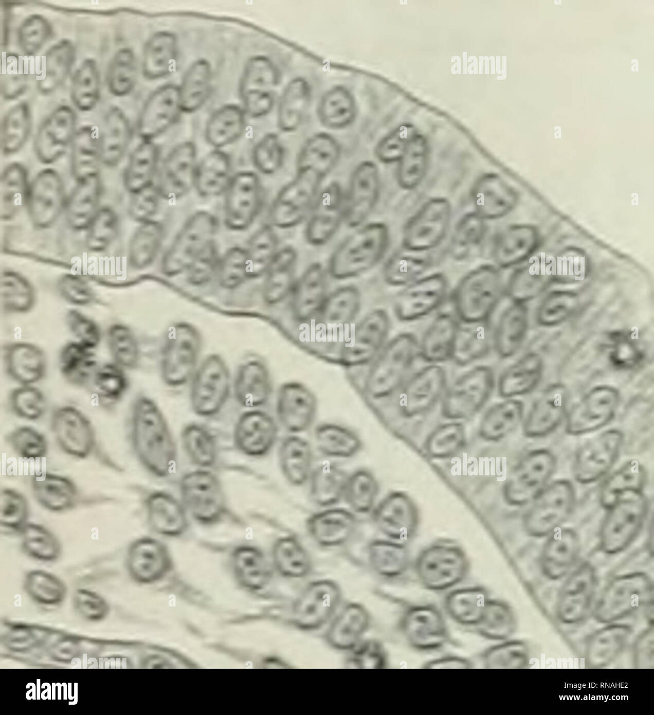 . The anatomical record. Anatomy; Anatomy. B ^ —- -I- e Fig. 11 A to F ...