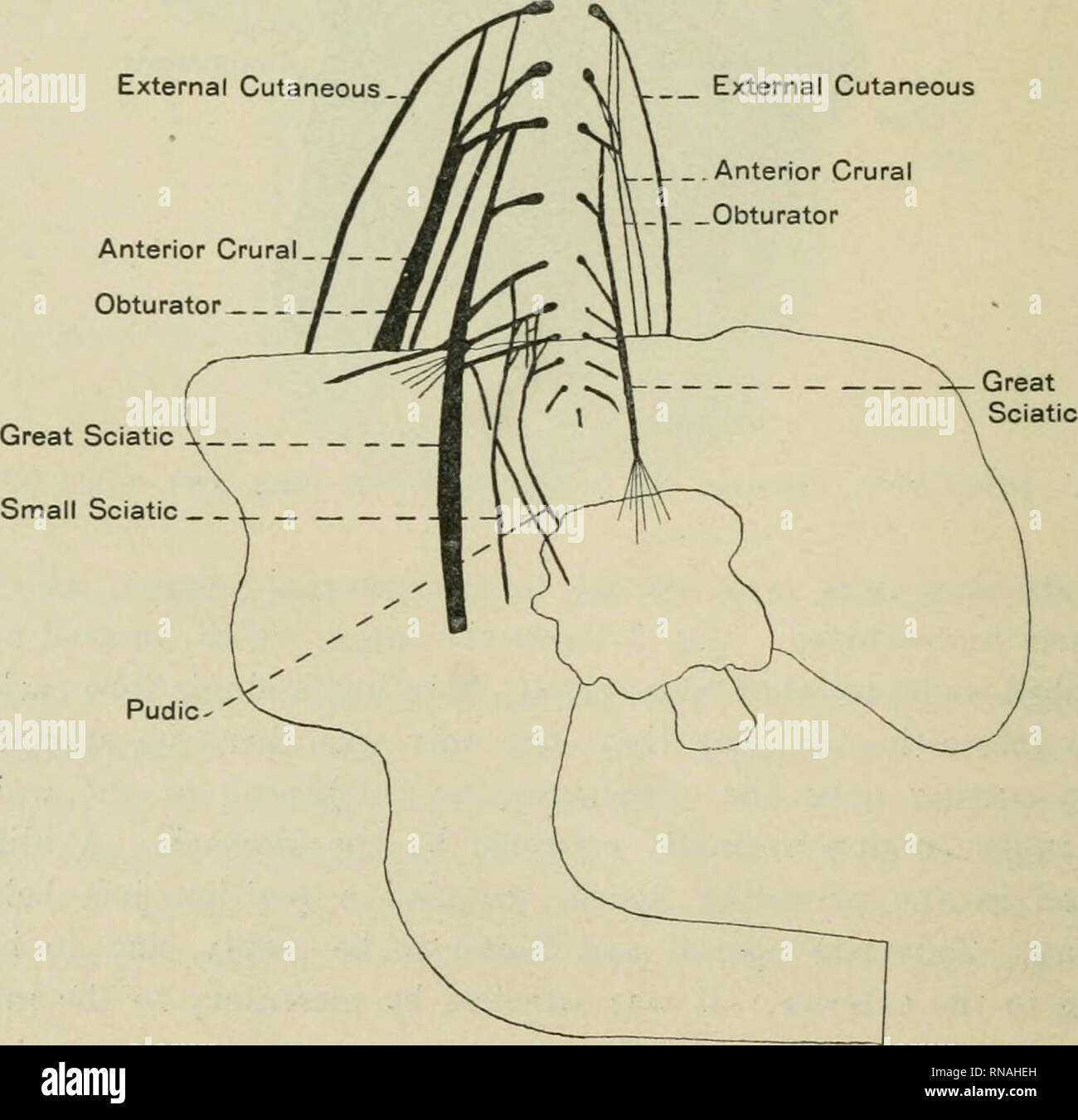 . The anatomical record. Anatomy; Anatomy. Diaphragm Intestine Fig. 5 ...