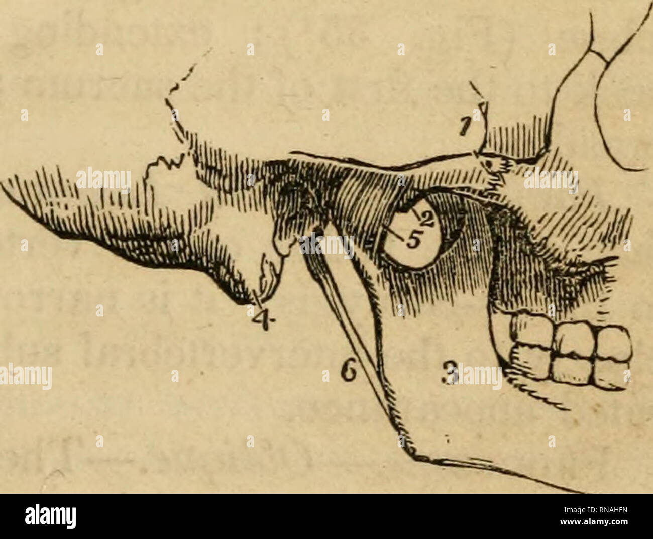 Cartilage tissue in the ear hi-res stock photography and images - Alamy