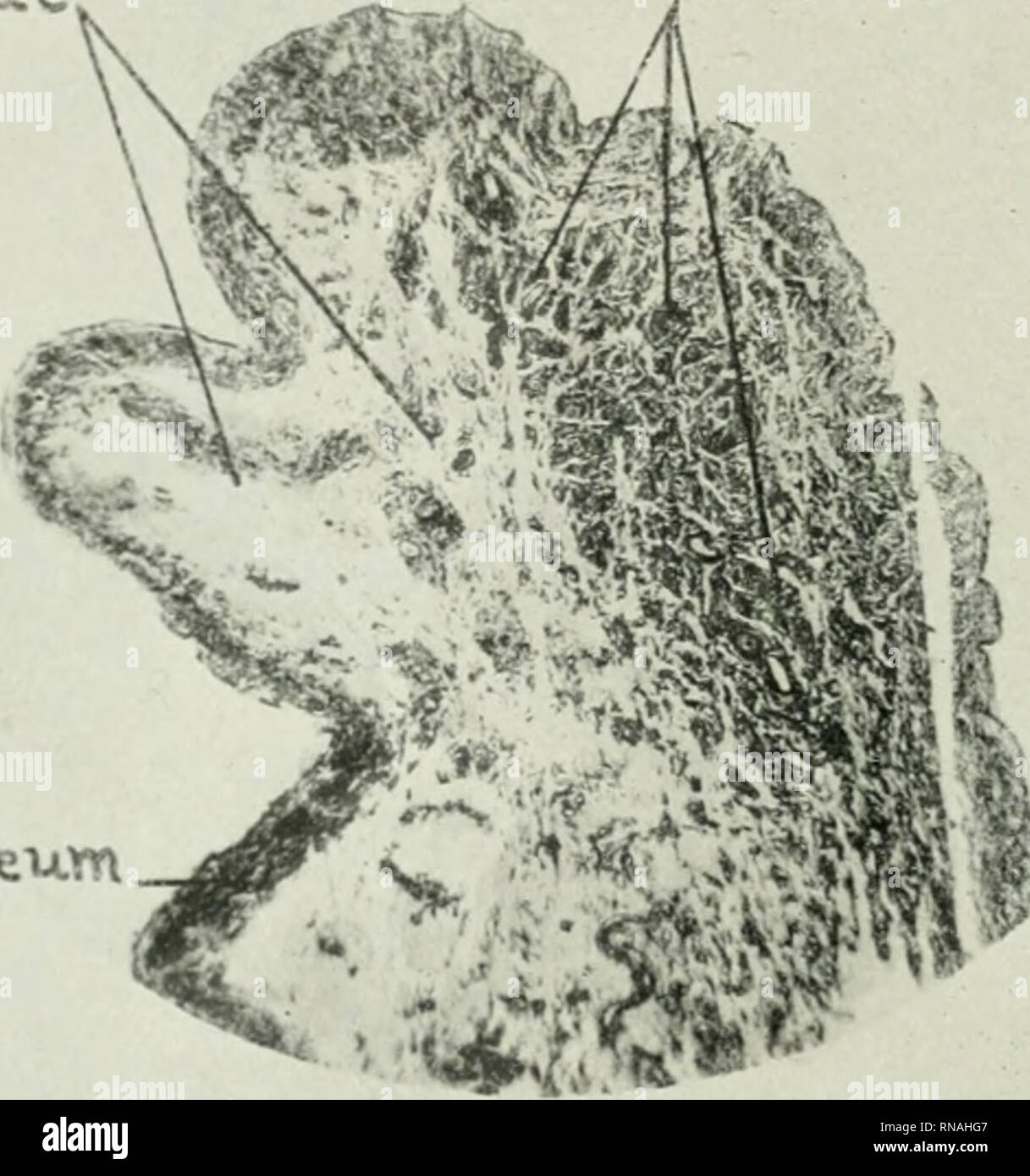 . The anatomical record. Anatomy; Anatomy. 20 FRANK E. BLAISDELL, SR ...