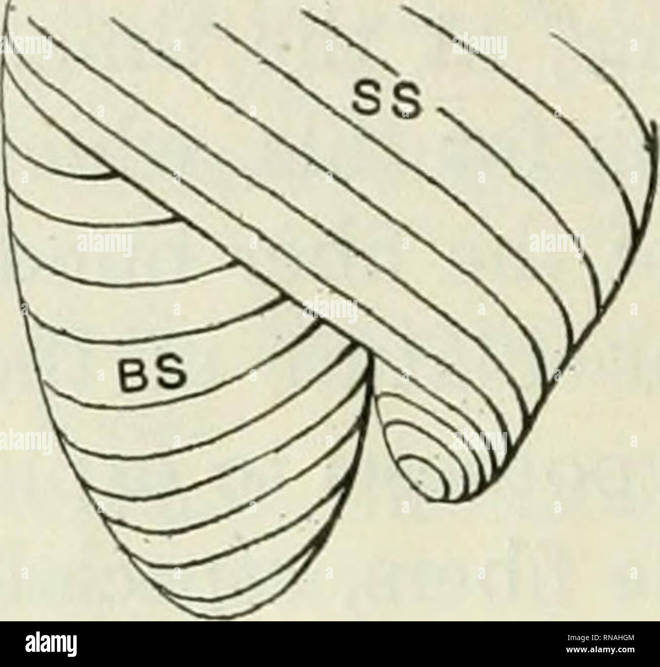 . The anatomical record. Anatomy; Anatomy. 168 FRANKLIN P. MALL band, B ...