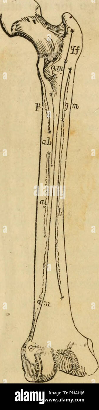 . An analytical compendium of the various branches of medical science ...