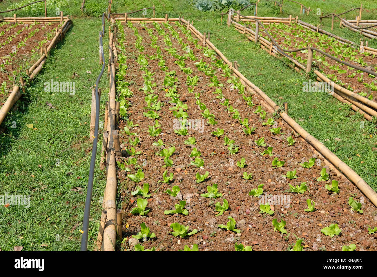 lettuce plant growing in farm. organic vegatable plantation in farmland ...