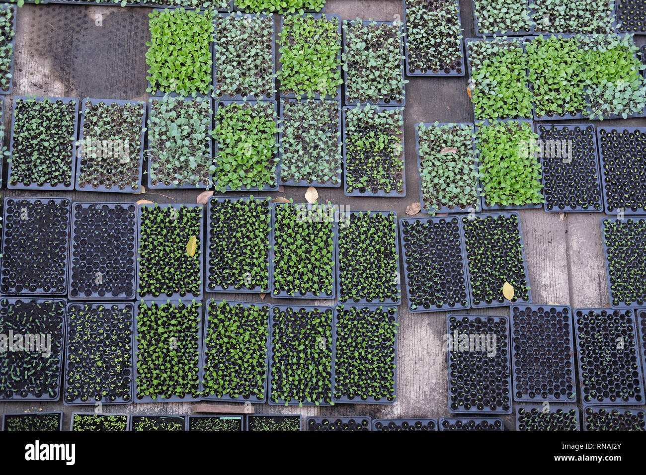 lettuce seedling growing in cultivation tray. vegetable plantation ...