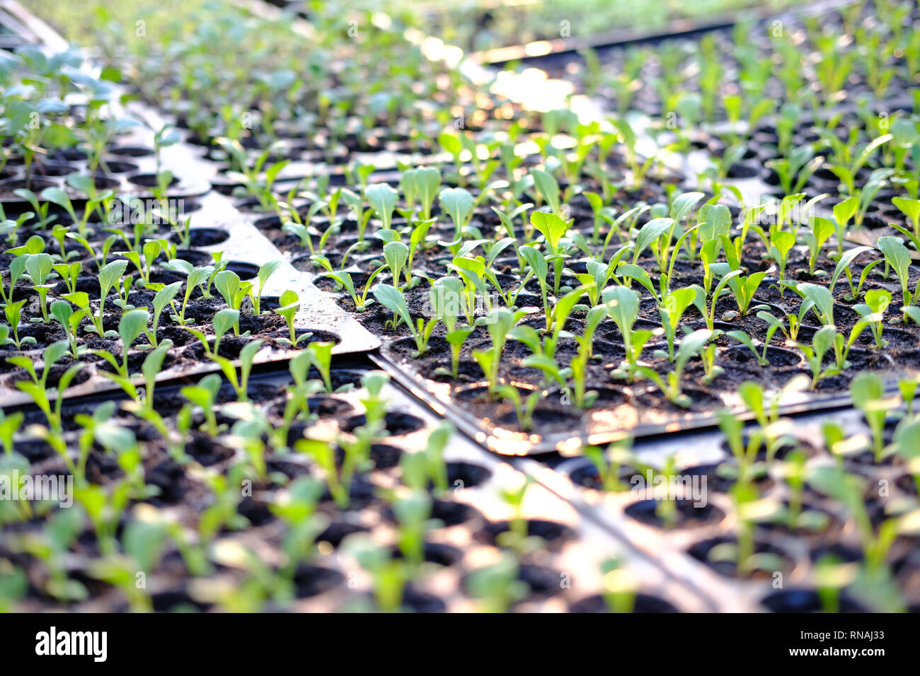 lettuce seedling growing in cultivation tray. vegetable plantation ...