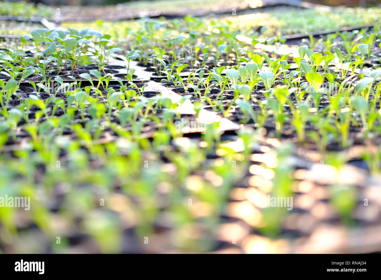 lettuce seedling growing in cultivation tray. vegetable plantation ...