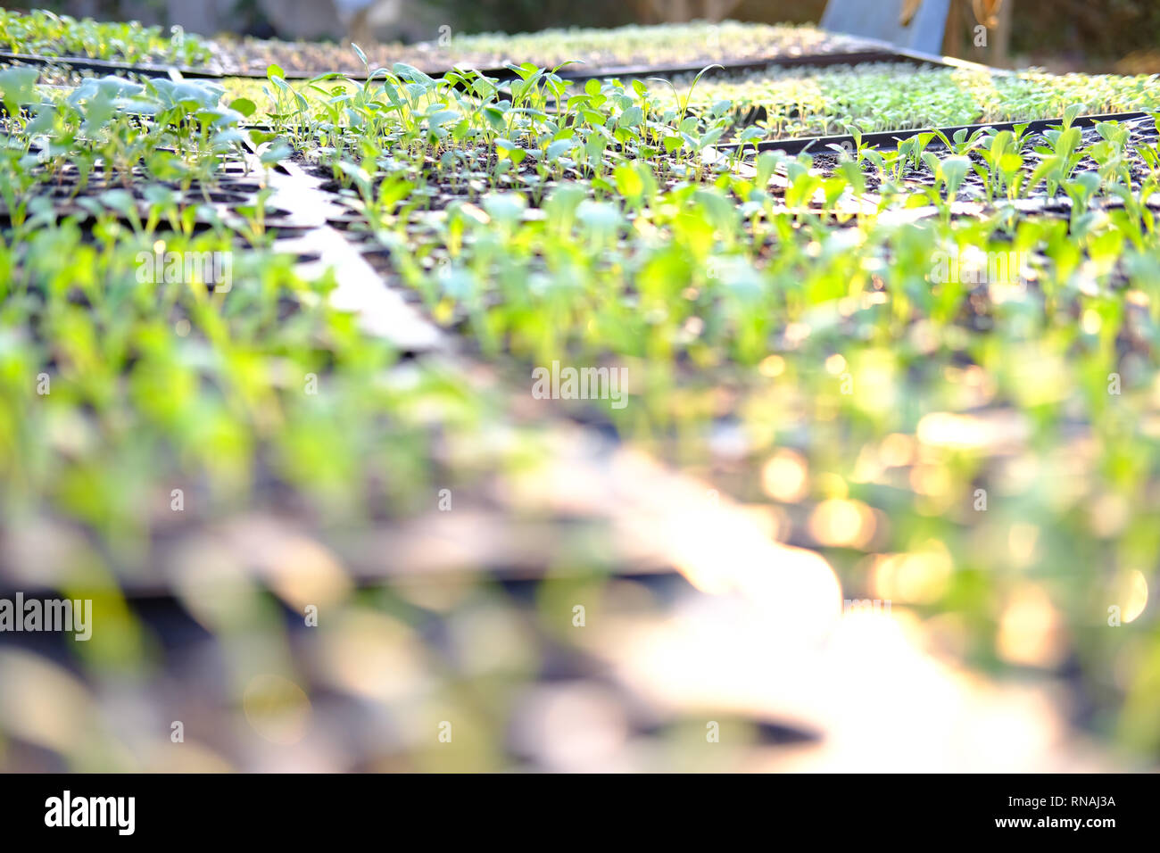 lettuce seedling growing in cultivation tray. vegetable plantation ...
