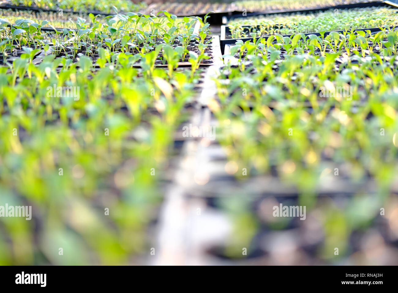 lettuce seedling growing in cultivation tray. vegetable plantation ...