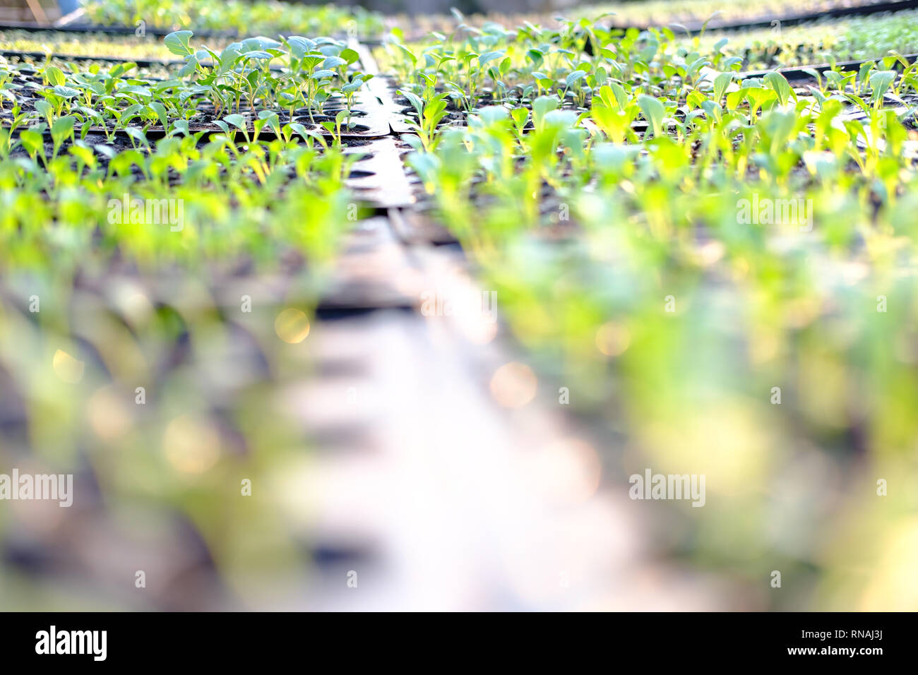 lettuce seedling growing in cultivation tray. vegetable plantation ...