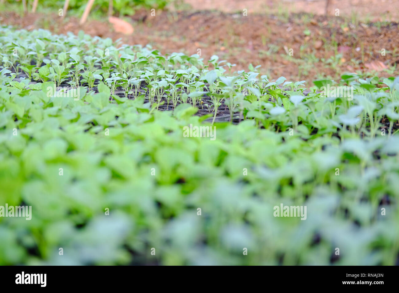 lettuce seedling growing in cultivation tray. vegetable plantation ...
