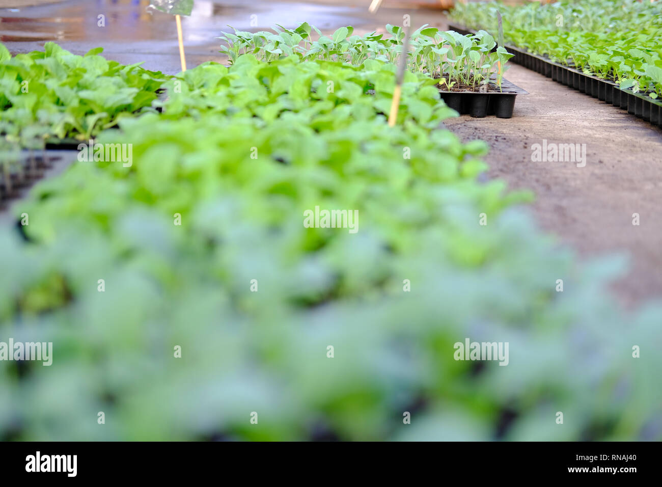 lettuce seedling growing in cultivation tray. vegetable plantation ...