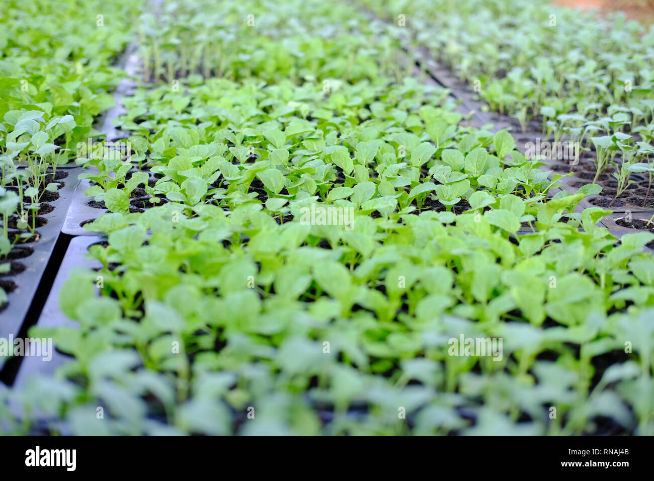 lettuce seedling growing in cultivation tray. vegetable plantation ...