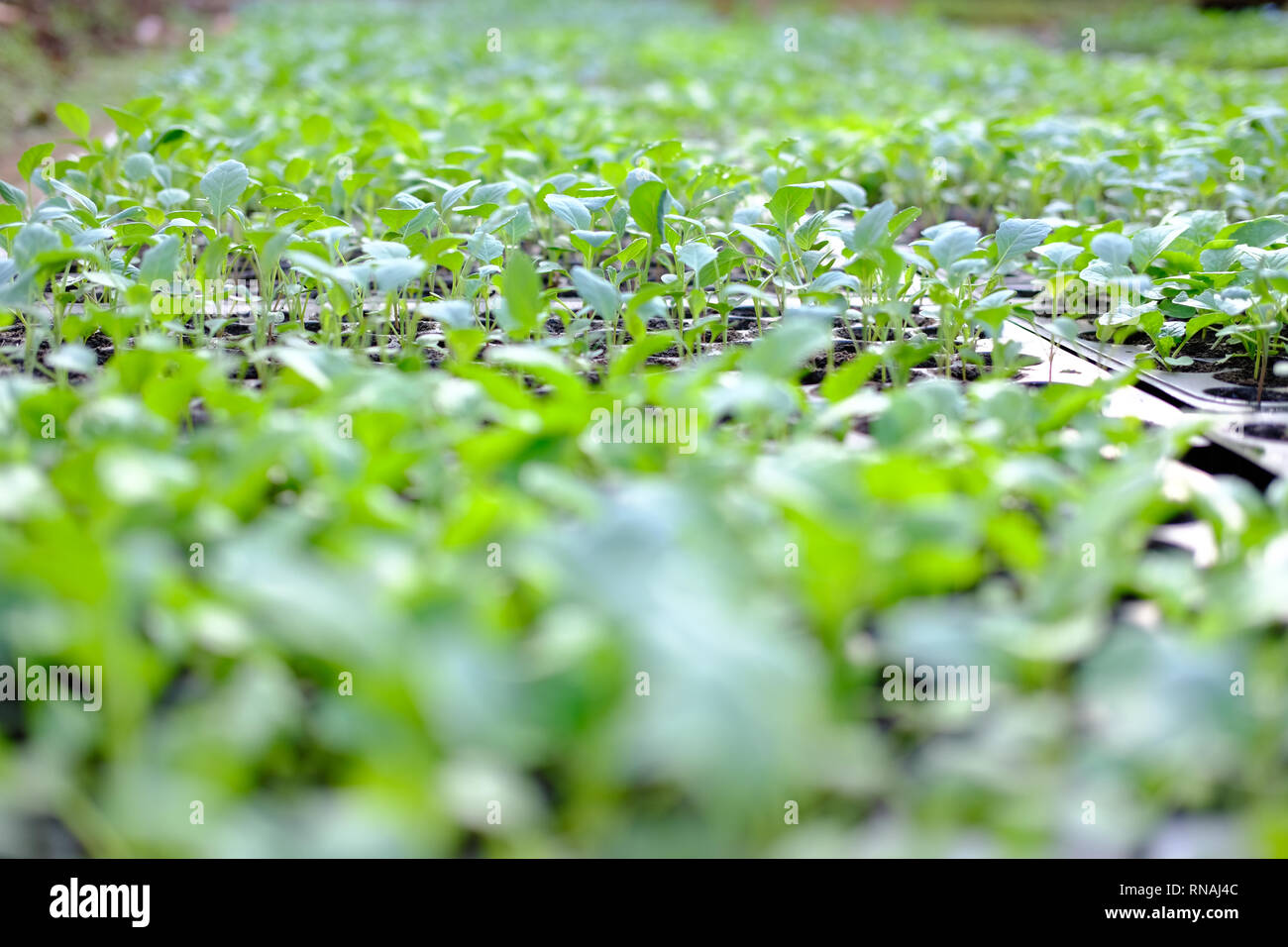 lettuce seedling growing in cultivation tray. vegetable plantation ...