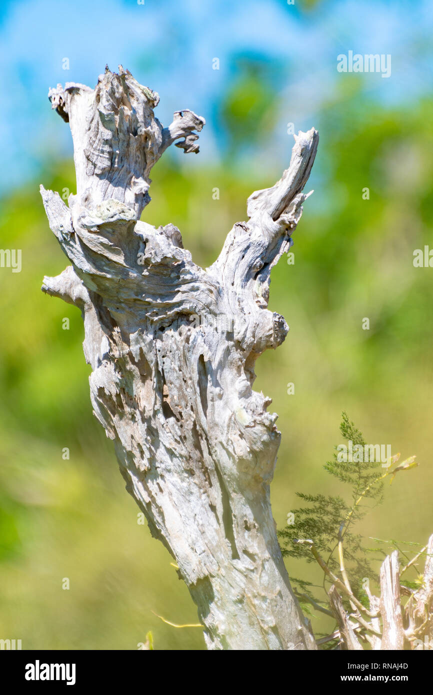 Unusual shape tree hi-res stock photography and images - Alamy