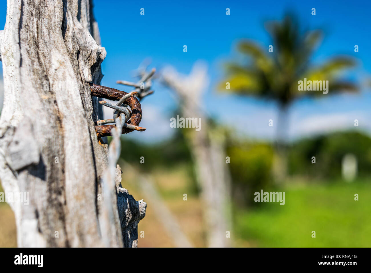 Coconut tree with land hi-res stock photography and images - Alamy