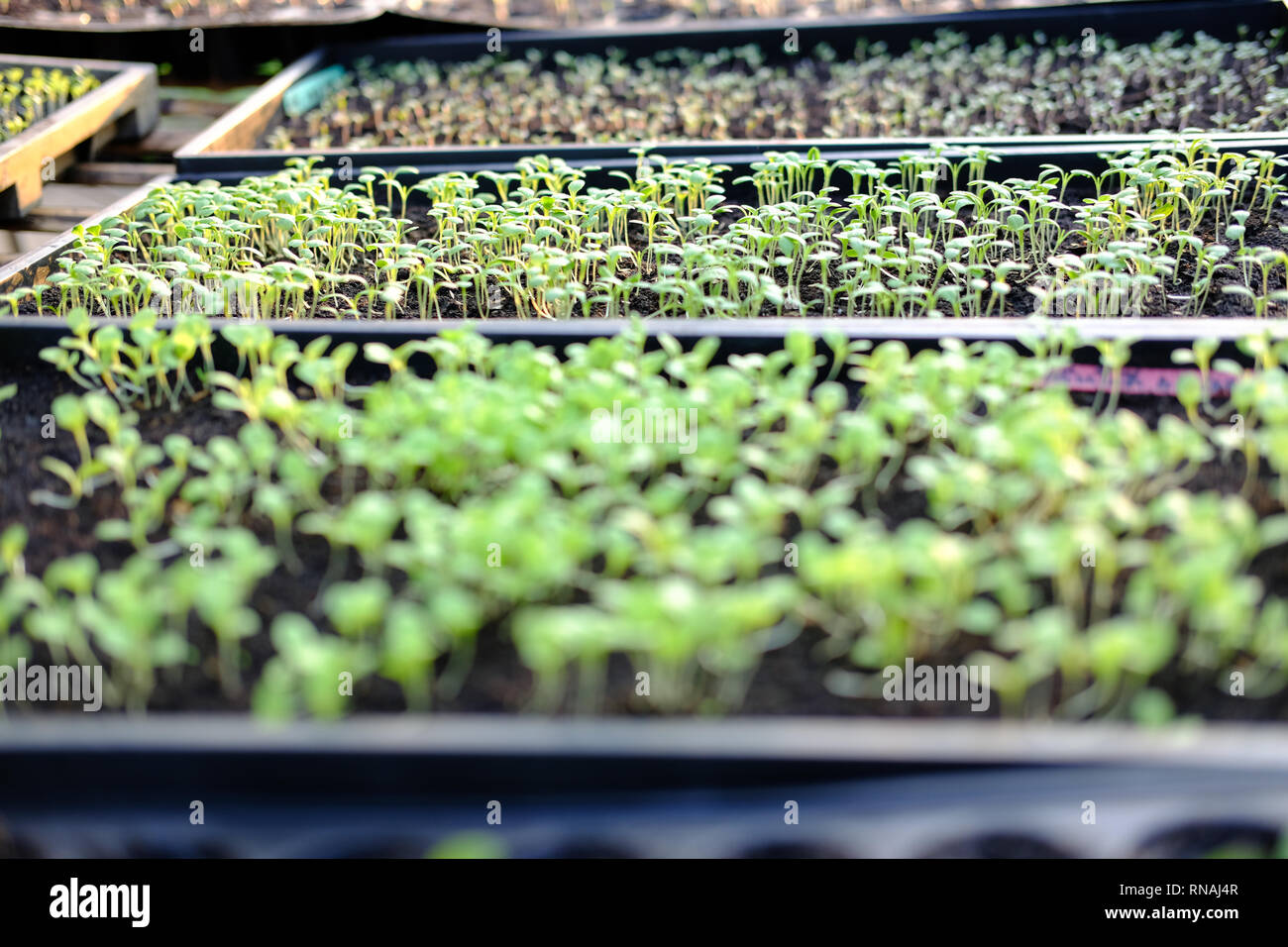 lettuce seedling growing in cultivation tray. vegetable plantation ...