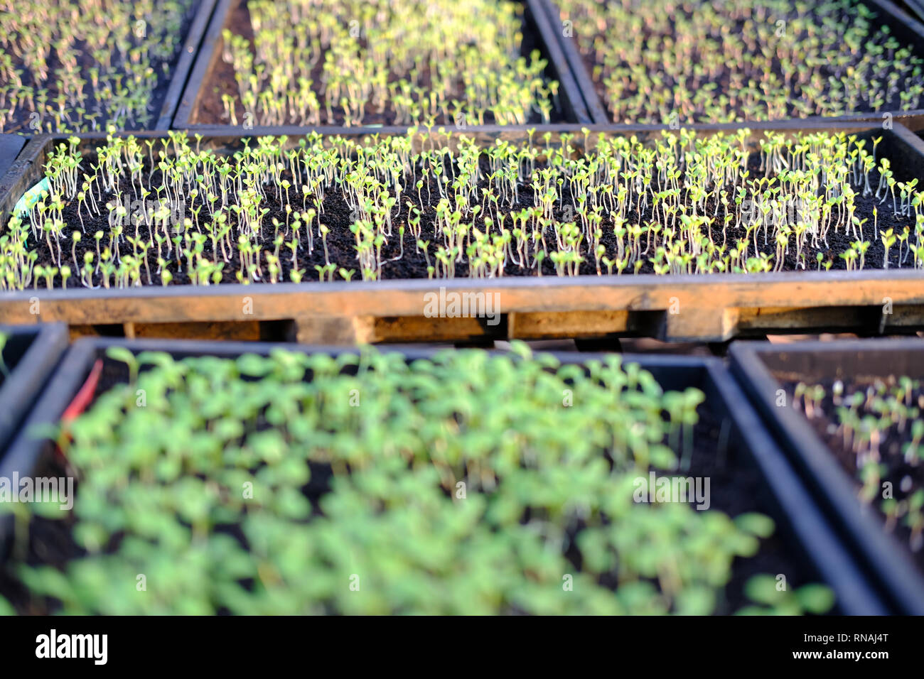 lettuce seedling growing in cultivation tray. vegetable plantation ...