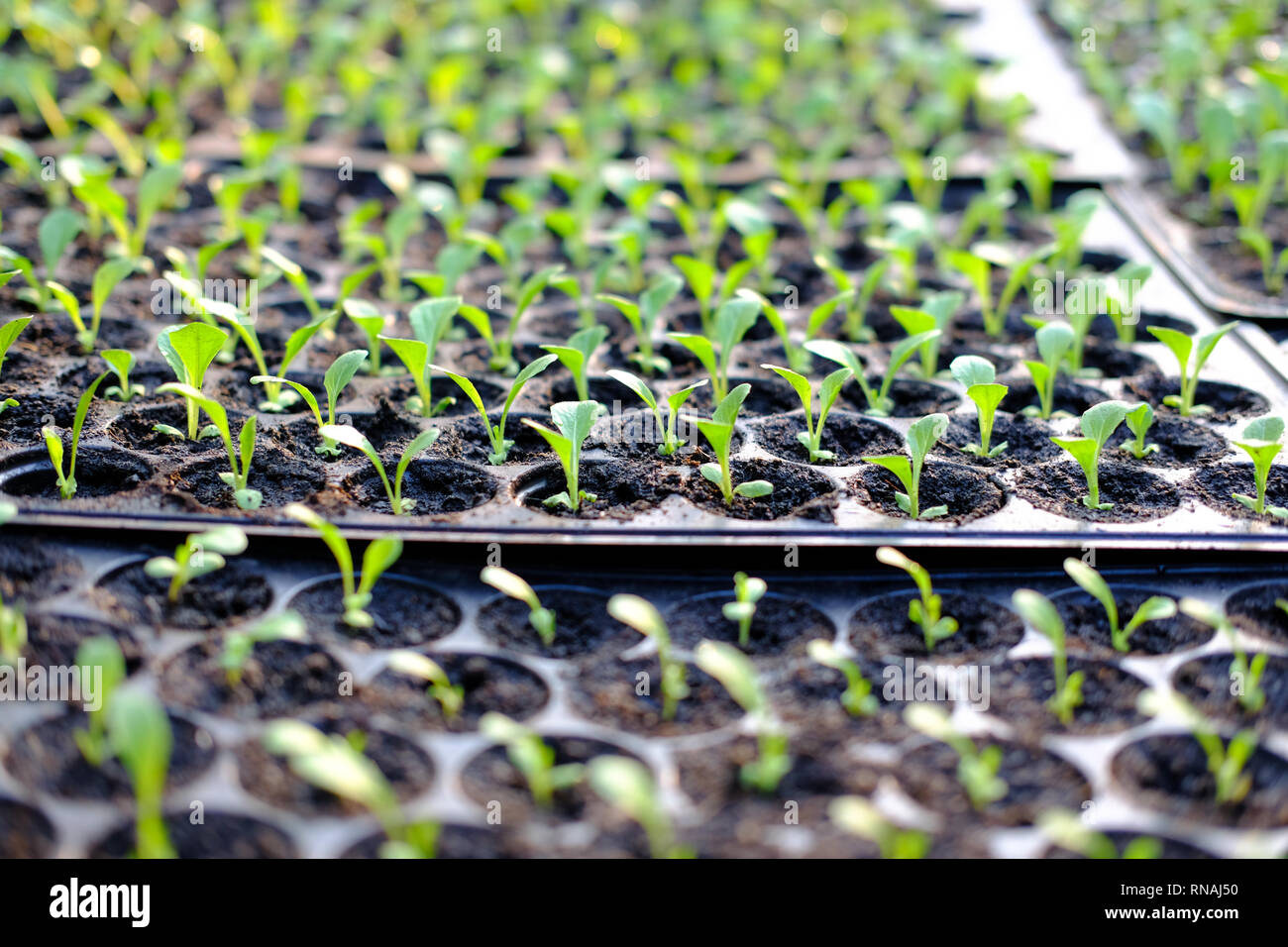 lettuce seedling growing in cultivation tray. vegetable plantation ...
