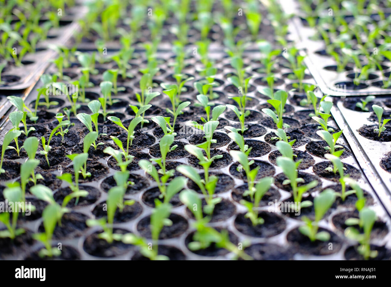 lettuce seedling growing in cultivation tray. vegetable plantation ...