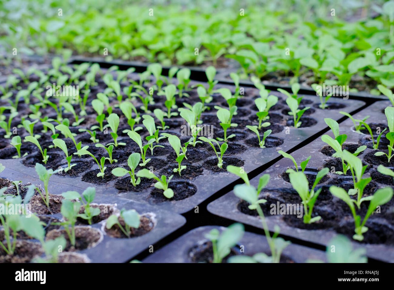 lettuce seedling growing in cultivation tray. vegetable plantation ...