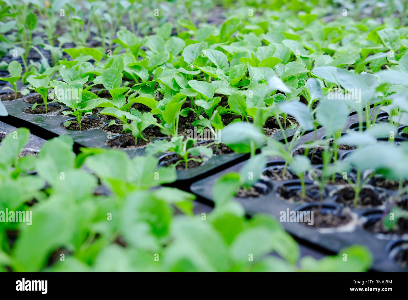 lettuce seedling growing in cultivation tray. vegetable plantation ...