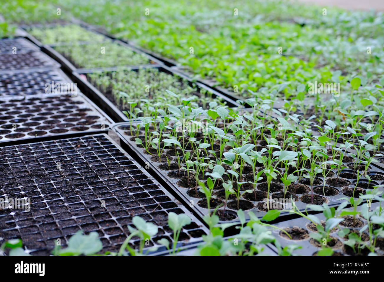 lettuce seedling growing in cultivation tray. vegetable plantation ...