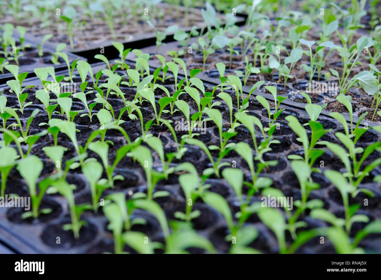lettuce seedling growing in cultivation tray. vegetable plantation ...