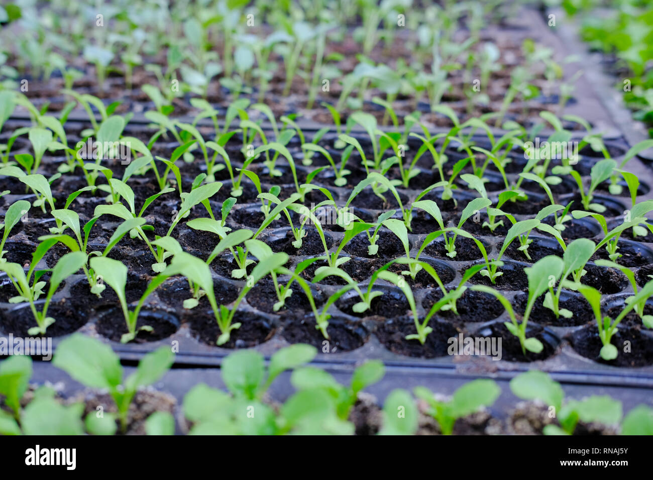 lettuce seedling growing in cultivation tray. vegetable plantation ...