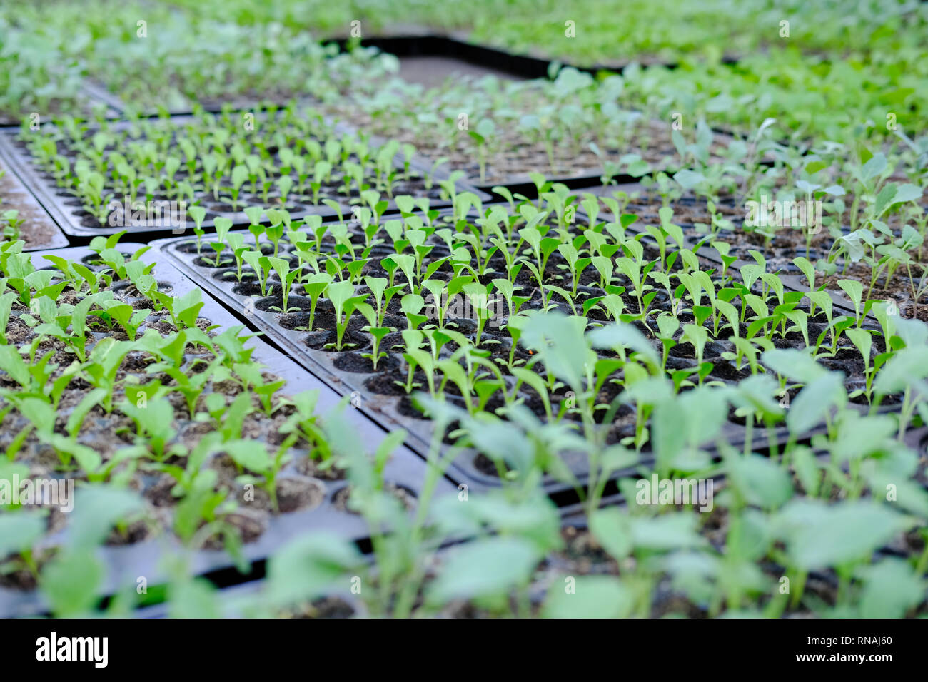 lettuce seedling growing in cultivation tray. vegetable plantation ...
