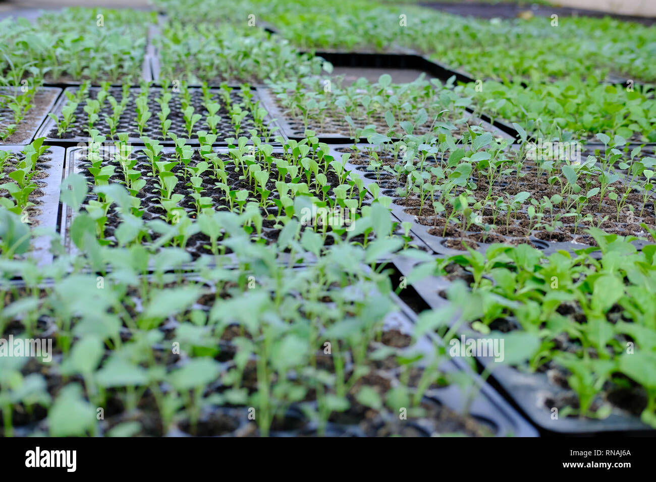 lettuce seedling growing in cultivation tray. vegetable plantation ...