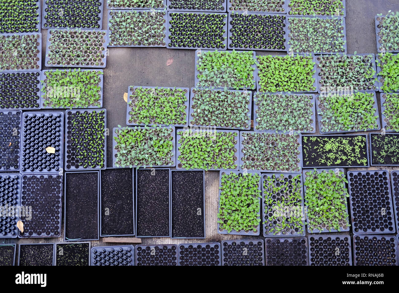 lettuce seedling growing in cultivation tray. vegetable plantation ...