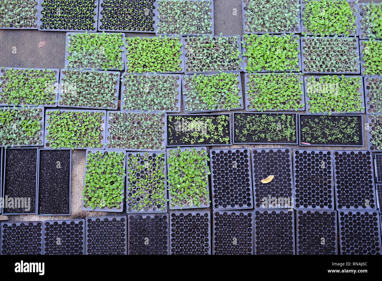 lettuce seedling growing in cultivation tray. vegetable plantation ...