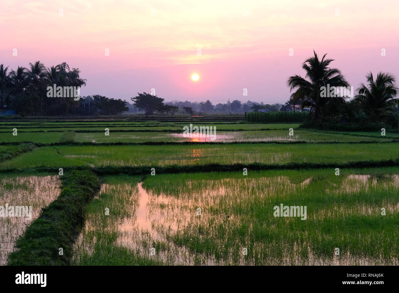 sunrise sunset at paddy, sun with rice field at dawn Stock Photo - Alamy