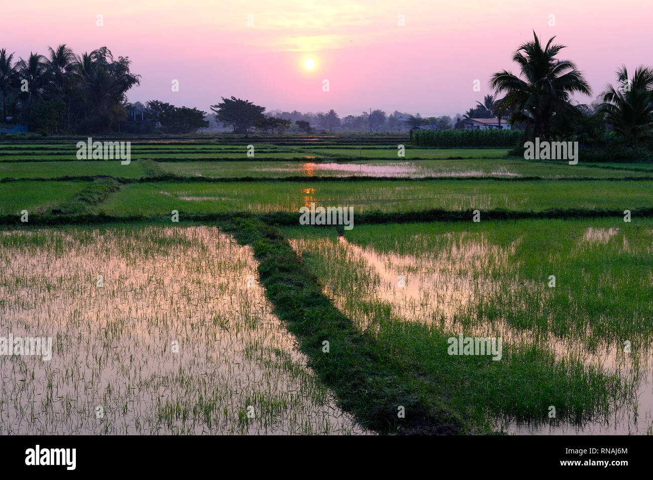 sunrise sunset at paddy, sun with rice field at dawn Stock Photo - Alamy