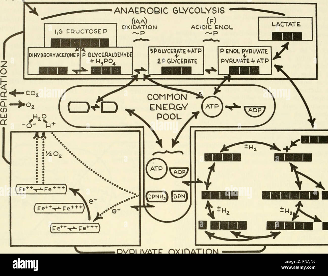 Anaerobic oxidation hi-res stock photography and images - Alamy
