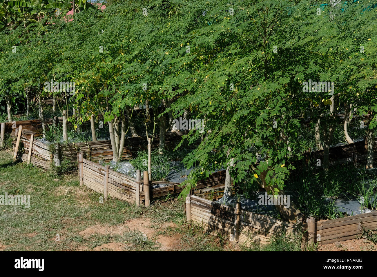 drumstick leaves. horse radish tree growing in farm Stock Photo - Alamy