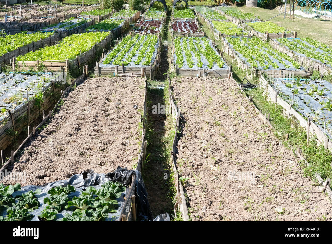 plant growing in farm. vegatable plantation in garden in farmland Stock ...