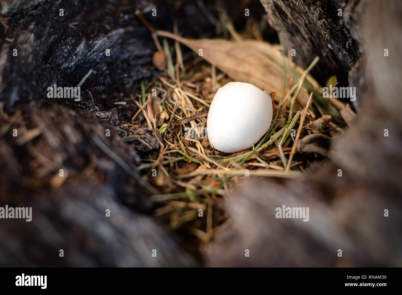 Wild Finch Eggs