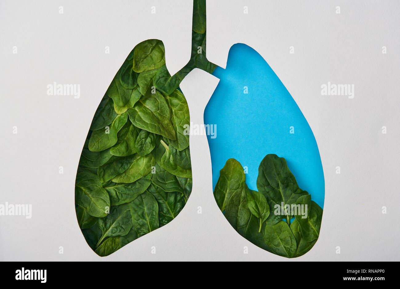 top view of blue lungs model with leaves isolated on white Stock Photo ...