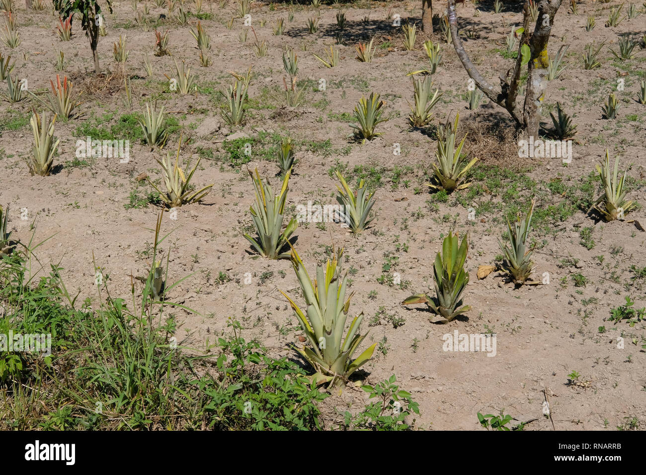 pineapple growing in farm. tropical fruit plantation in farmland Stock ...