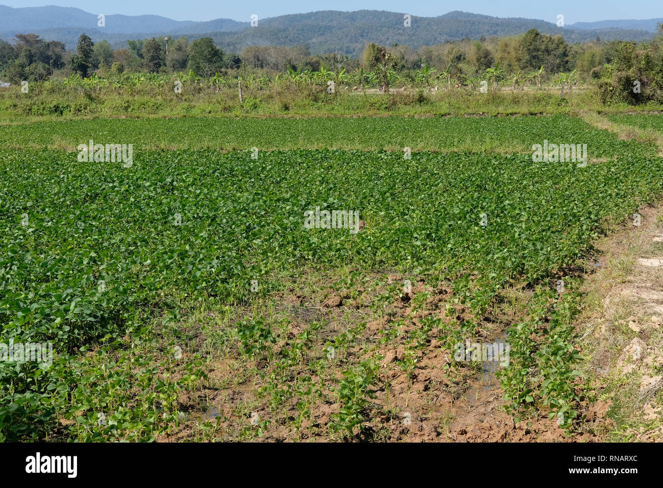 Soybean seedling in soil hi-res stock photography and images - Alamy