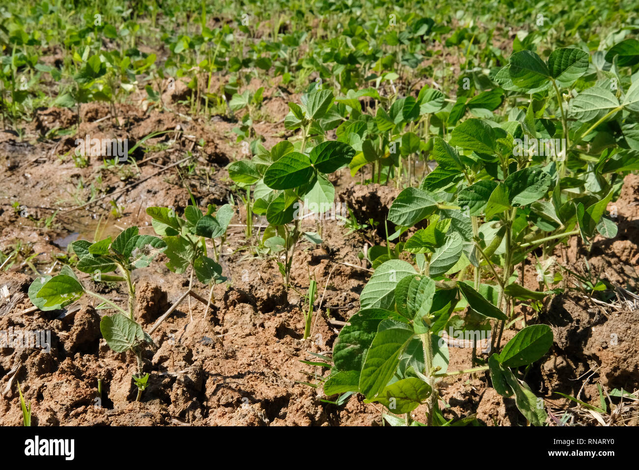 Soybean seedling in soil hi-res stock photography and images - Alamy