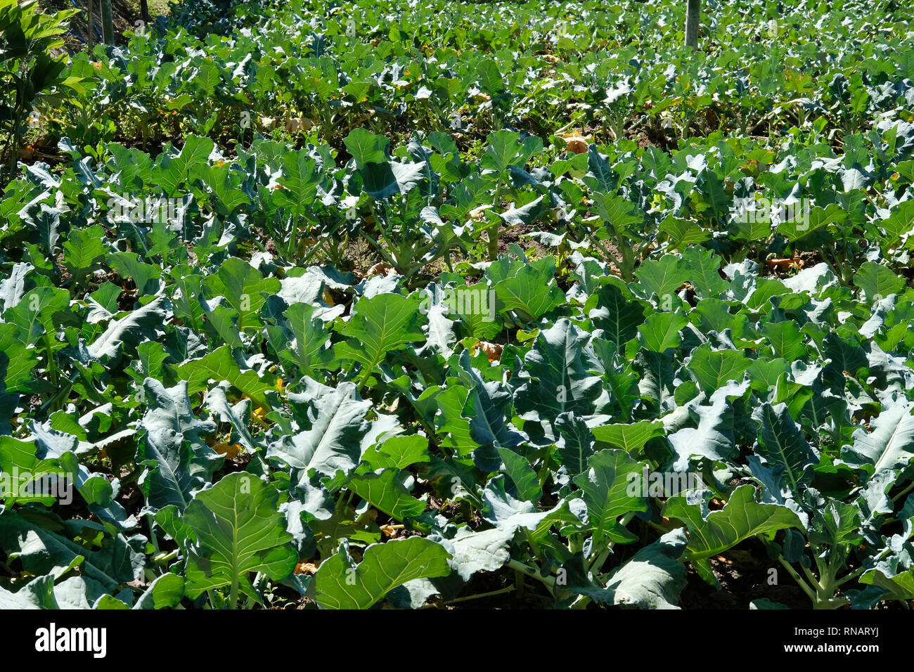 Young broccoli plant growing in hi-res stock photography and images - Alamy