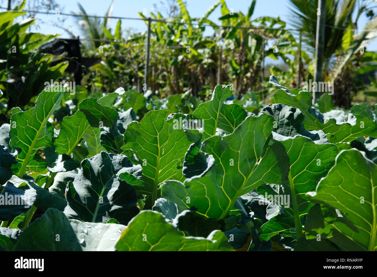 broccoli growing in farm. organic plant in field Stock Photo - Alamy