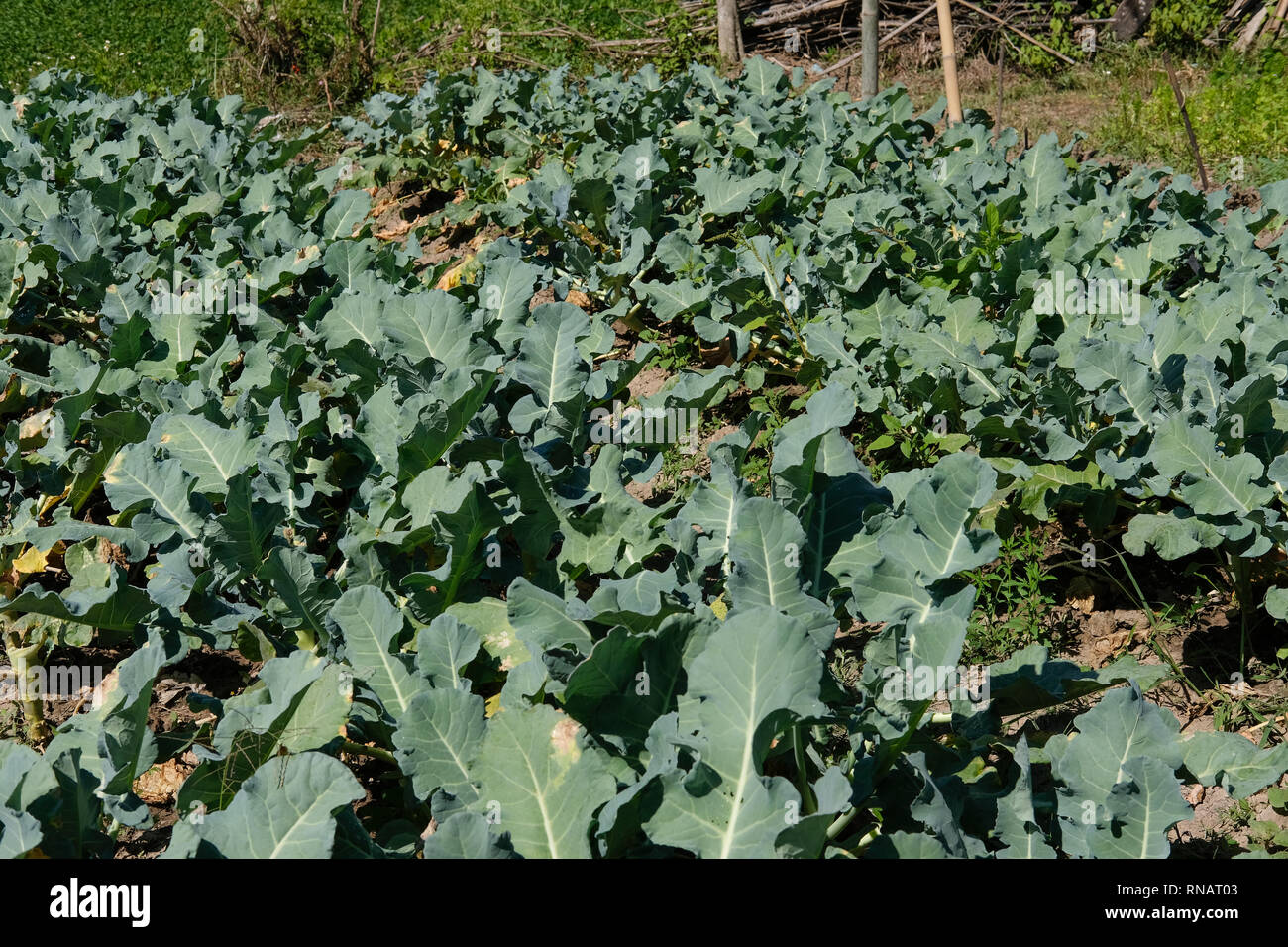 Young broccoli plant growing in hi-res stock photography and images - Alamy