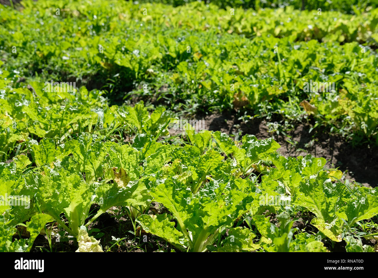 plant growing in farm. vegatable plantation in garden in farmland Stock ...