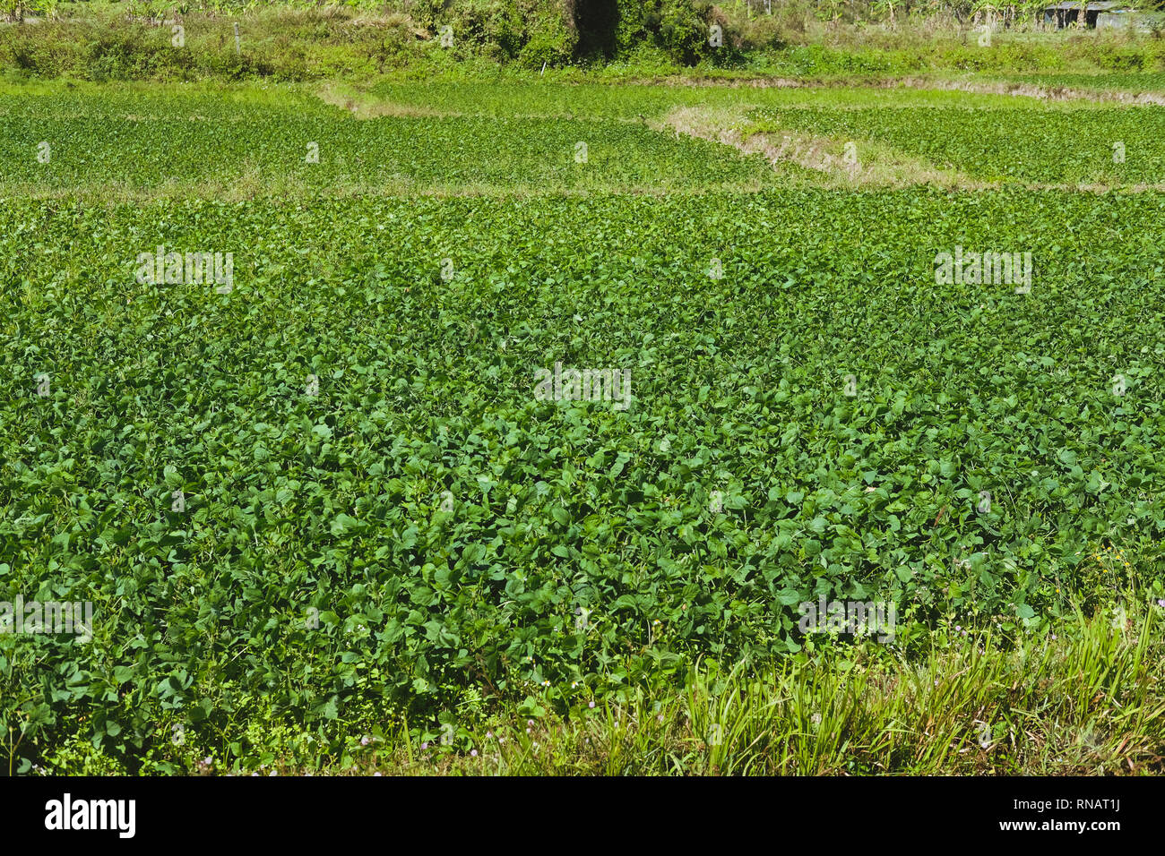 Soybean seedling in soil hi-res stock photography and images - Alamy