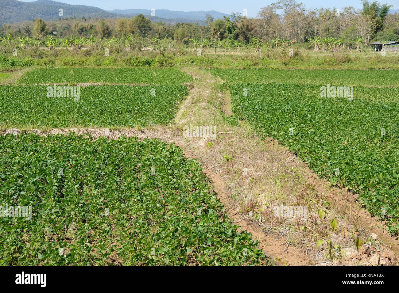 soybean growing in cultivated field. soy plant in farm Stock Photo - Alamy