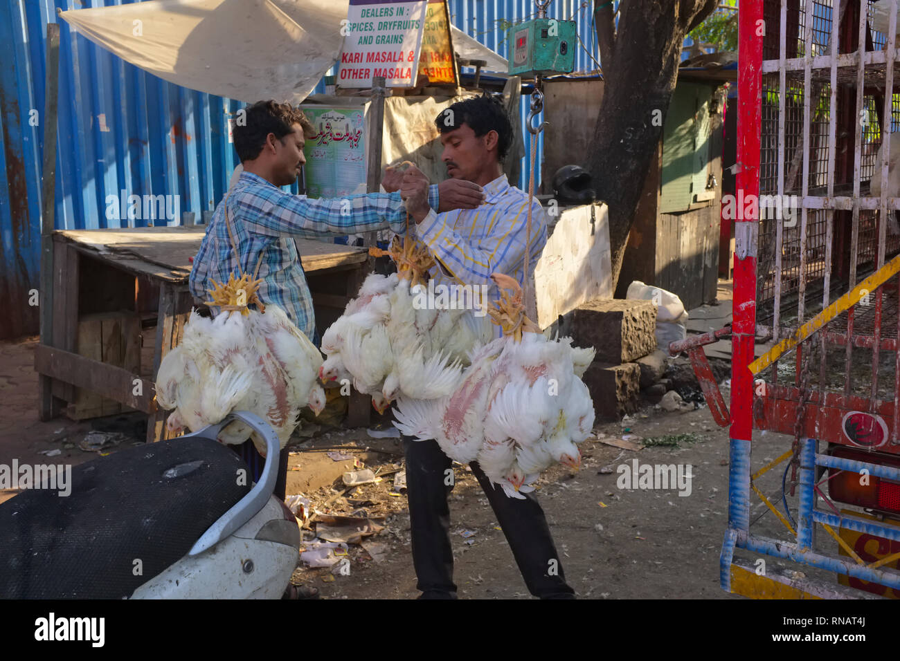 Live chickens tied up by their feet and hanging in bundles are carried ...