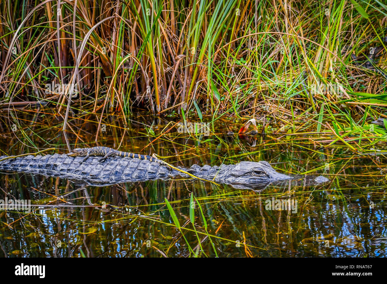 A large American Alligator with its offspring in Miami, Florida Stock ...
